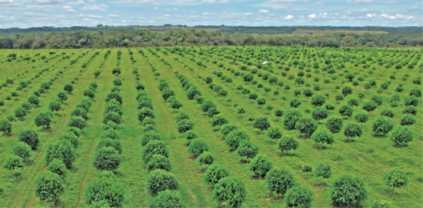Aceite de Cacay el "Oro Líquido de la Amazonía" - Periódico Llano al ...