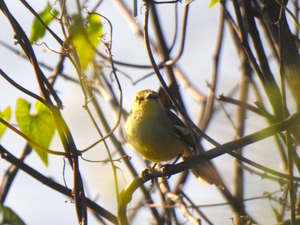 Un total de 155 especies de aves y 162 toninas, se analizaron durante ...